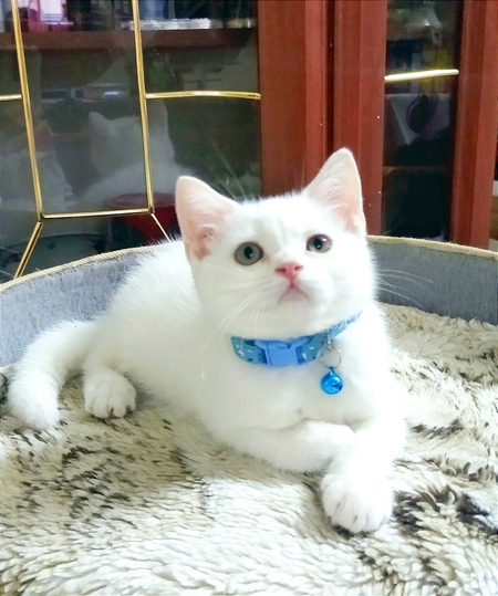 Продается белый котенок скотиш страйт.