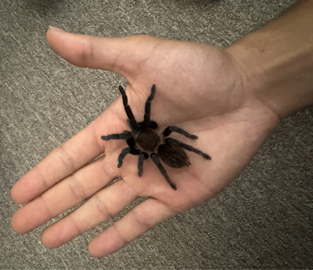 Паук птицеед, Brachypelma Vagans