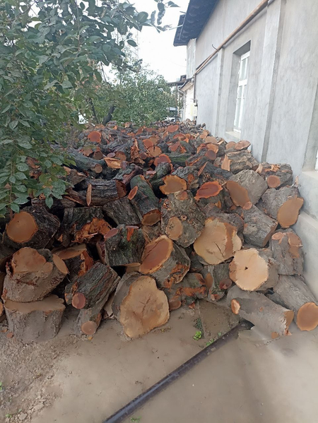 Дараҳт кисиш ва буталащ ҳизмати