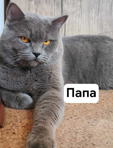 Котенок Скоттиш Фолд Девочка