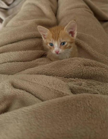 Отдам котенка в добрве руки