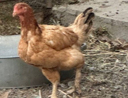 Tovuqlarni sotaman