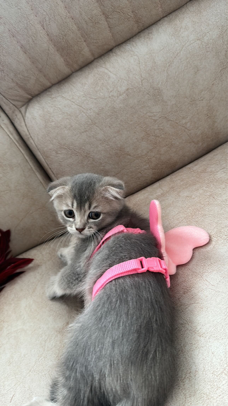 Продам котенка скотиш фолд 3 месячный девочка