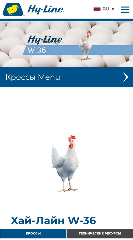 Цыплята кур несушек Хай Лайн. Жужалар тухум йуналишида. Jojalar.