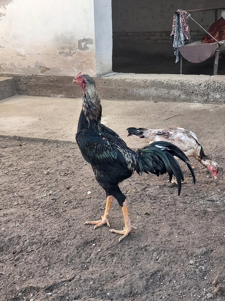 Manashulardan txum bo