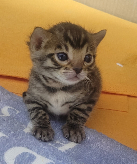 Бенгальская девочка и мальчик им уже месяц