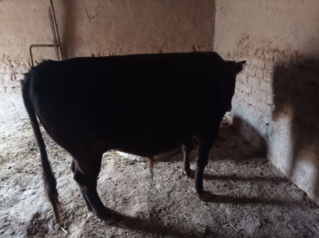 Buqa sotiladi zottor buqa