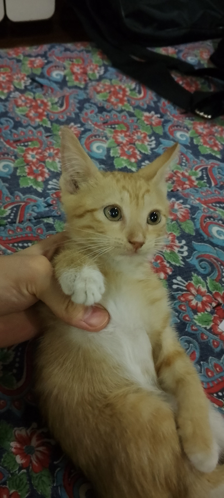 Котята в хорошие руки