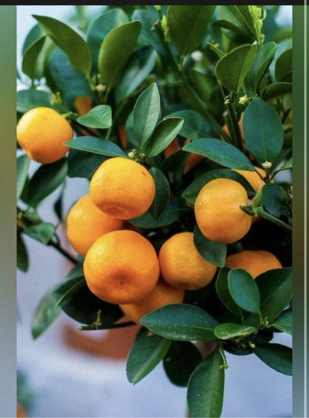Limon, Apelsin, Mandarin (Лимон мандарин апельсин)