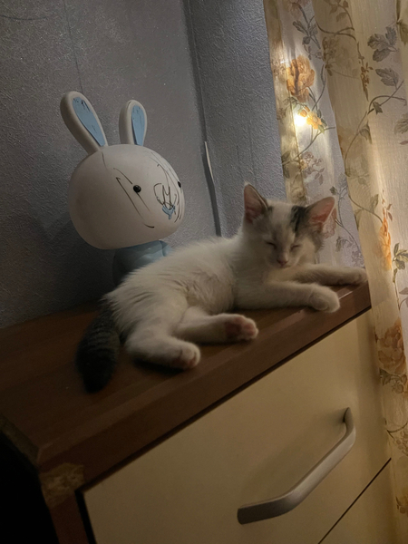 Котенок в добрые руки