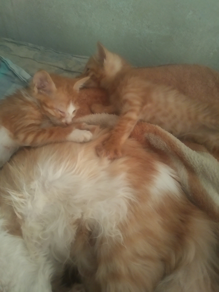 Отдам котят в хорошие руки
