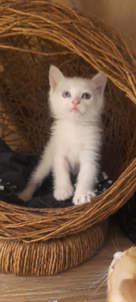 Срочно продаются котята