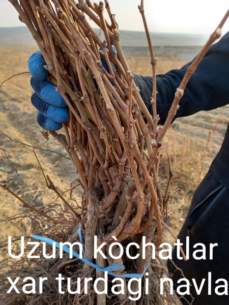 Ishonchli UZUM kòchatlar