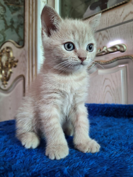Продаются котята. Скотиш фолд, скотиш страйт. Чистокровные веслоухие