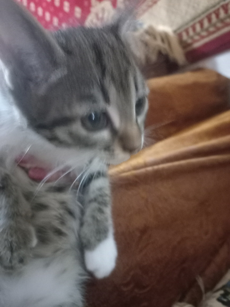 Отдадим бесплатно котят