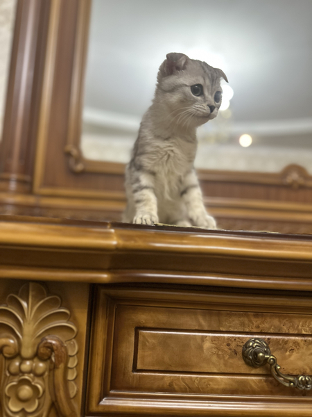 котенок вислоухий