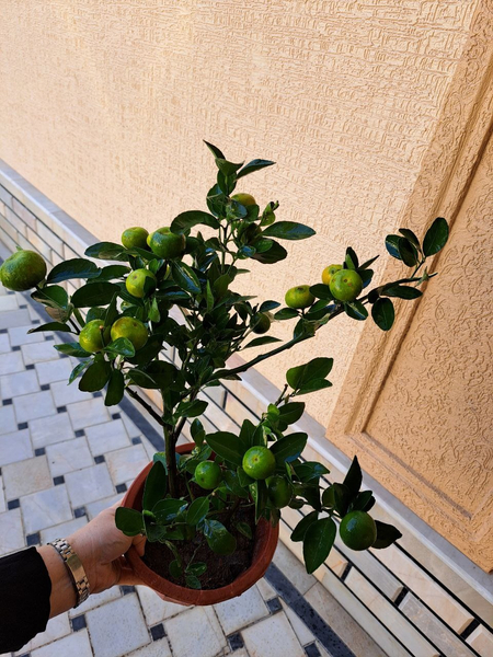 Мурайя Мандарин и Кумкват