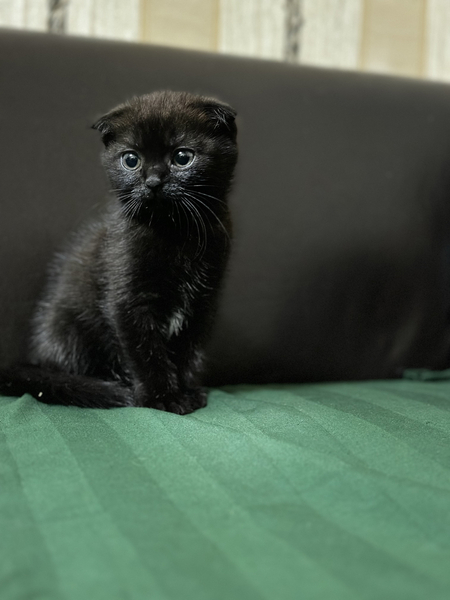 Скотиш фолд, ласковые котята.