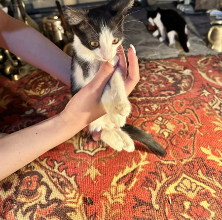 Котята даром в хорошие руки