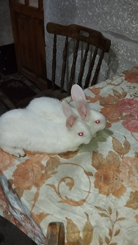 Toza xikol zotli quyon bollari