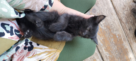 Котята в добрые руки)