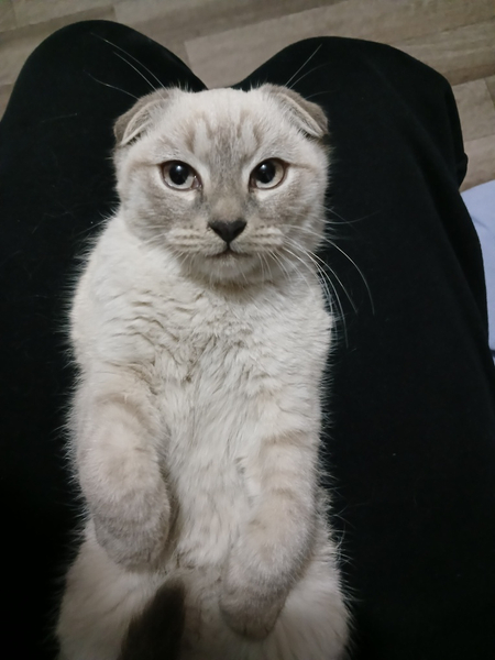 Шотланский вислоухий кот 3 месяца