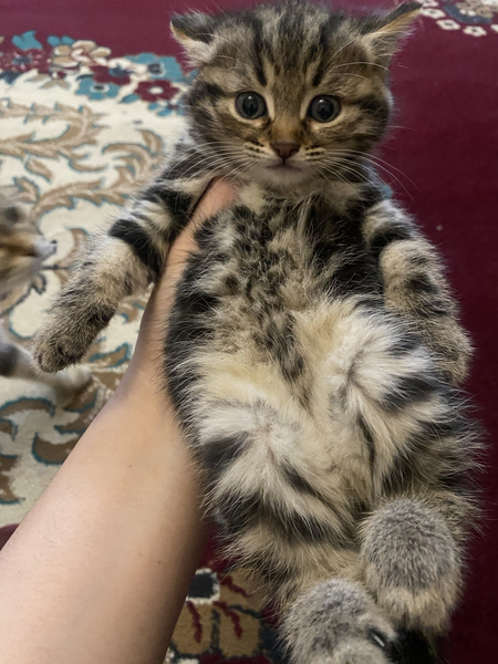Скотиш страйт пушистики