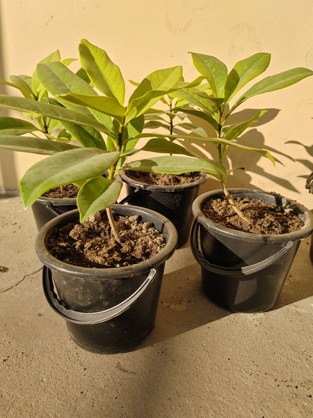 Magnoliya (магнолия ) ko\\\'chatlari sotiladi