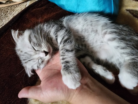 Продаётся котёнок