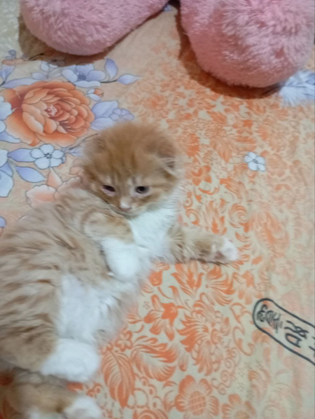 Продам вислоухого котёнка