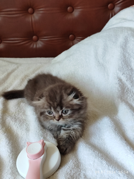 Продается Шотландский Скоттиш фолд