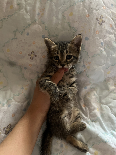Отдам котенка в хорошие руки!