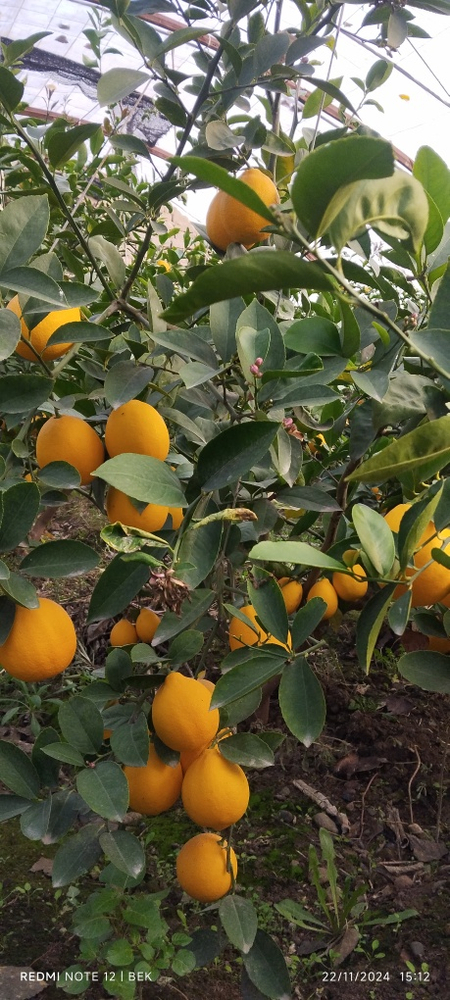 Limon. 300 kiloni atrofida bor