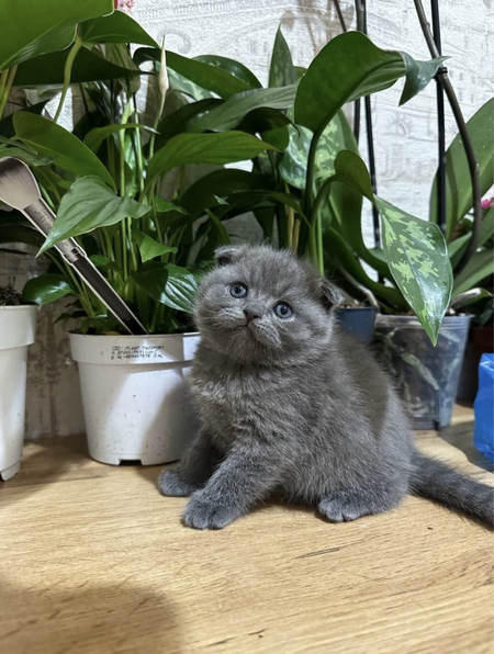 Продаются шотланские вислоухие котята