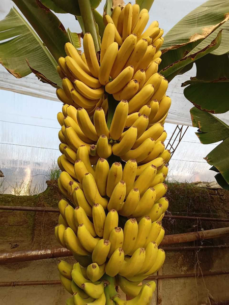 Banan kivi ananas zaytun mushmula dragon papaya