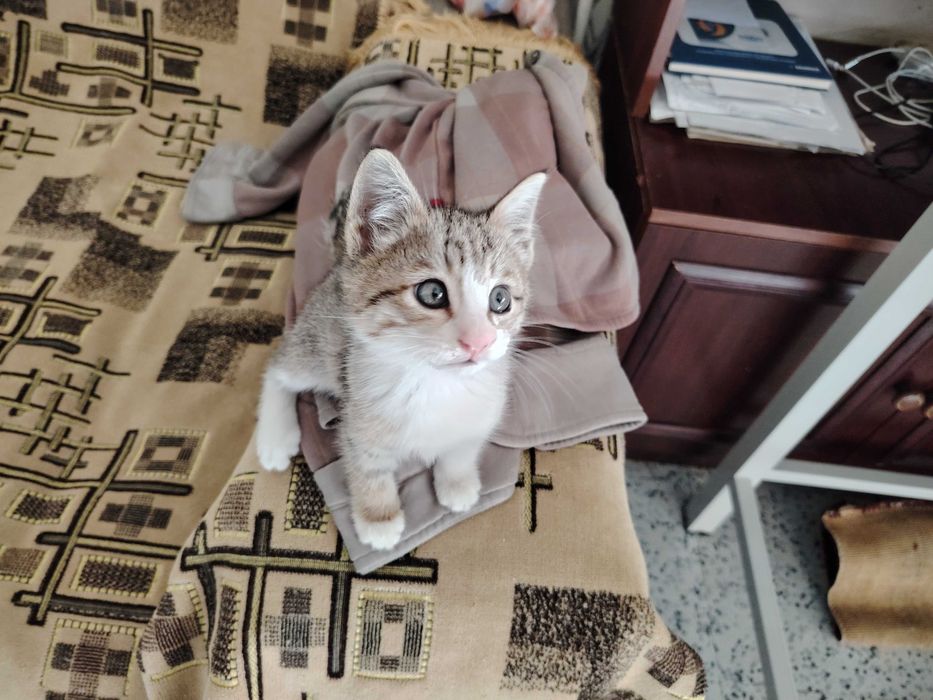Продаётся очень красивый котёнок