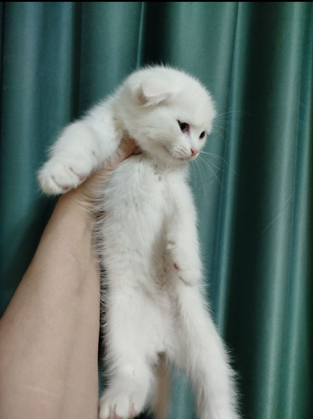 Продаются шотландские котята