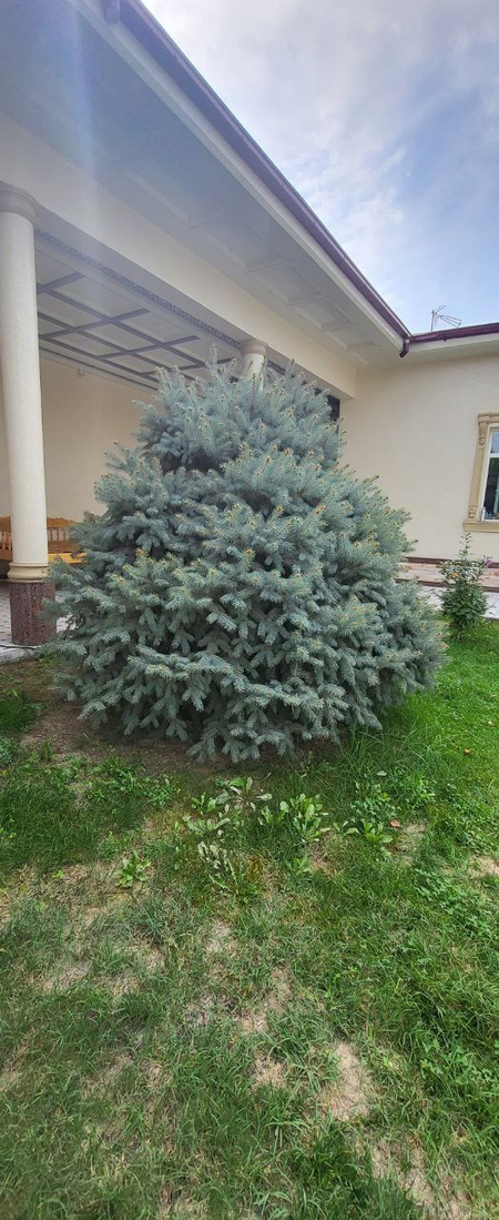 Ель голубая. (колючая)