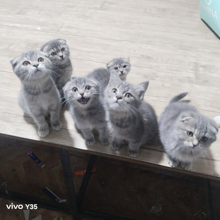 Продается котята Scottish fold Mushuchala sotiladi