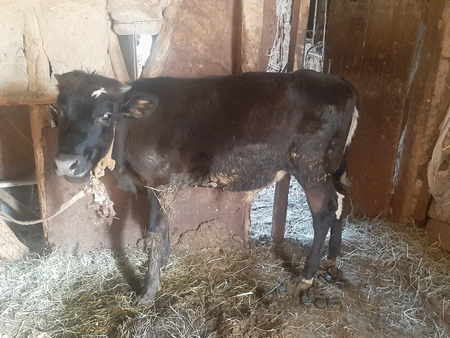 Buzoqcha 1 yoshga endi toladi
