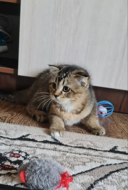 Вислоухий/скоттиш фолд/шотландская/котенок