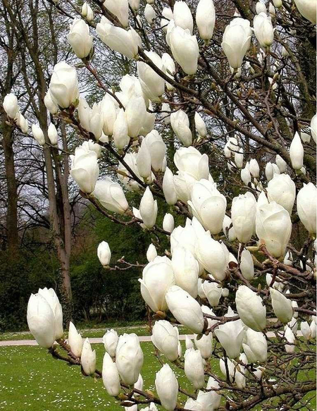 Магнолия листопадная/не листопадная. Magnolia