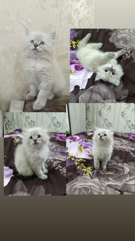 Балинизийская девочка котенок