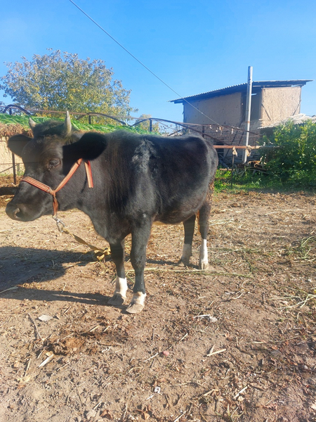 Qora mol sotiladi