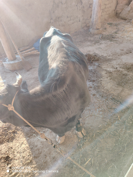 Boqilgan sigir sotiladi. So\\\'yib olishgayam beraman.
