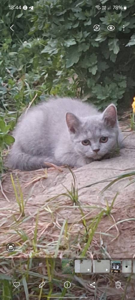Продаются котята скотиш страйт