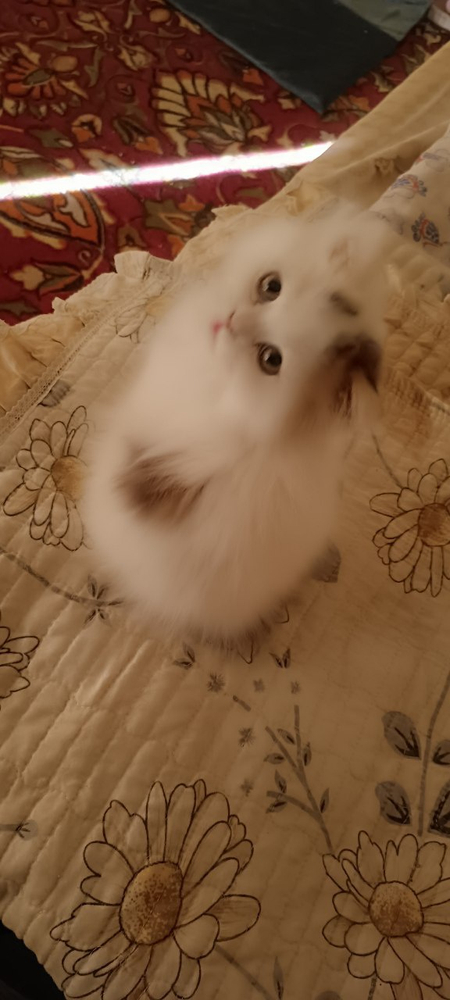 4 oyli mushuk bolasi