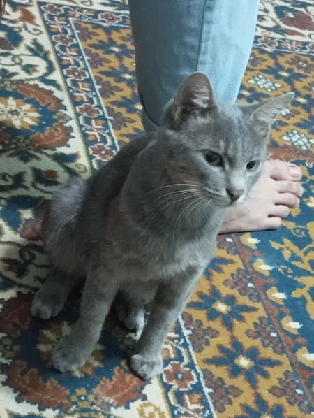 срочно продаётся кошка