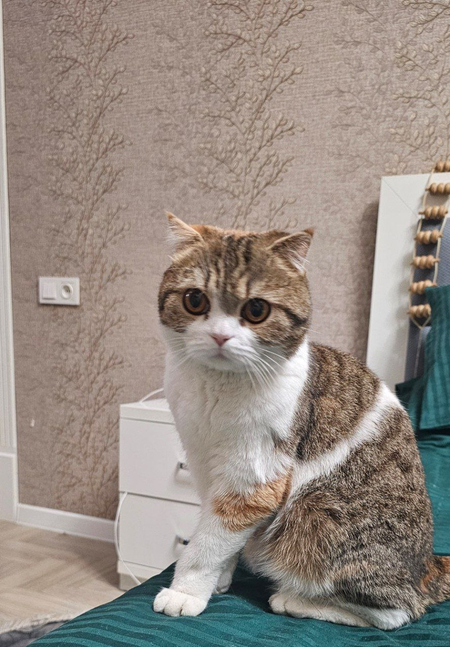 Кошка 2 года выслоухой .,девочка.