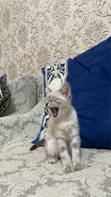 Котенок / мушукча